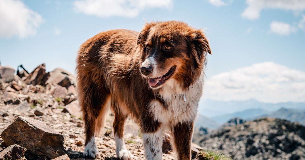 Unterwegs mit Hund | Antholzertal
